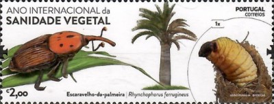International Year of Plant Health – Palm Weevil – Portugal 2020 ...